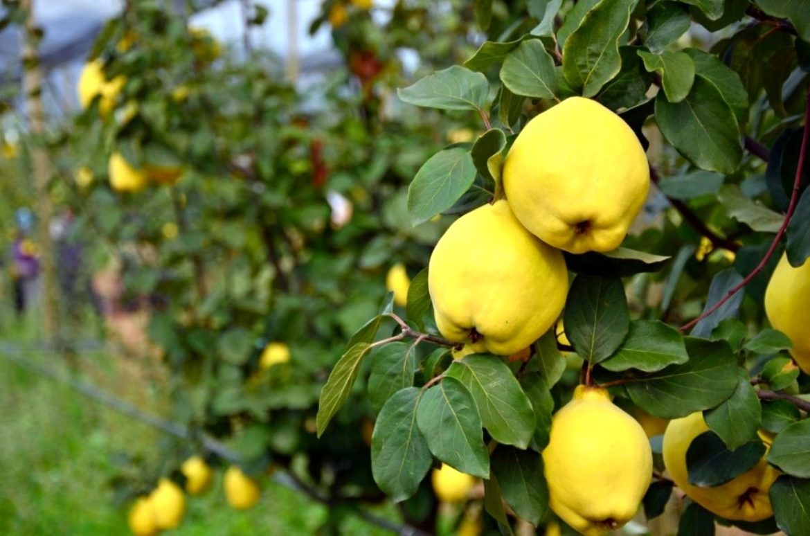 Sakarya Geyve Gezilecek Yerler Rehberi - Bungalov Rehberi Blog